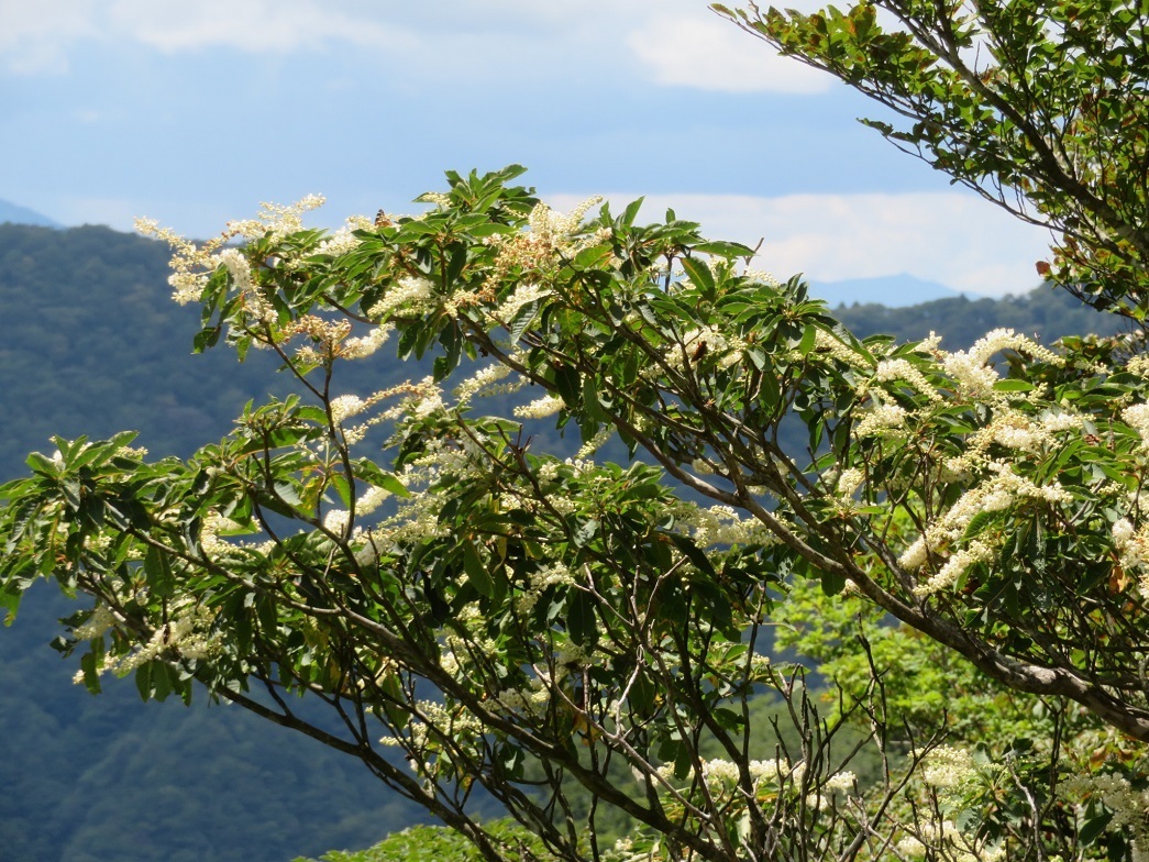 丹沢／ナツエビネ 2023年8月2日: AYコーナー山ブログNO2