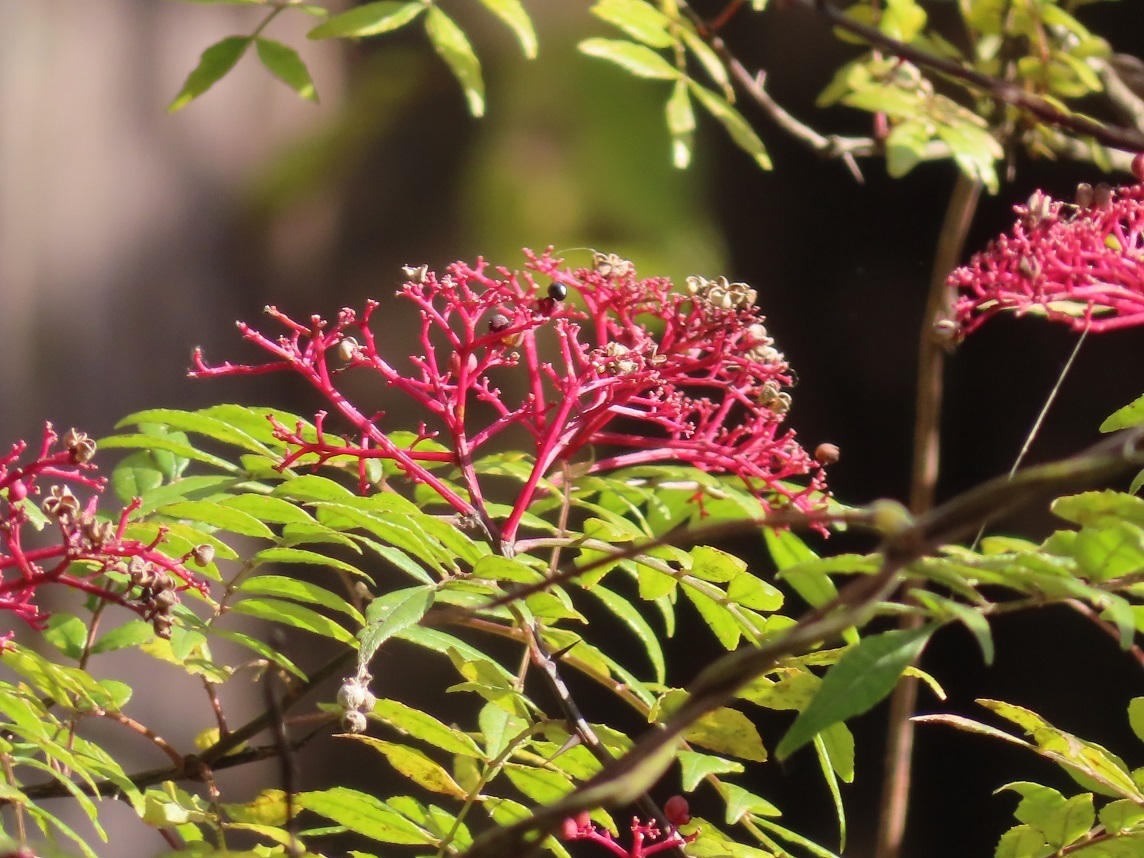 虫沢林道~秦野峠林道~八丁神縄林道~大野山（寄から谷峨駅）2024年12月2日: AYコーナー山ブログNO2