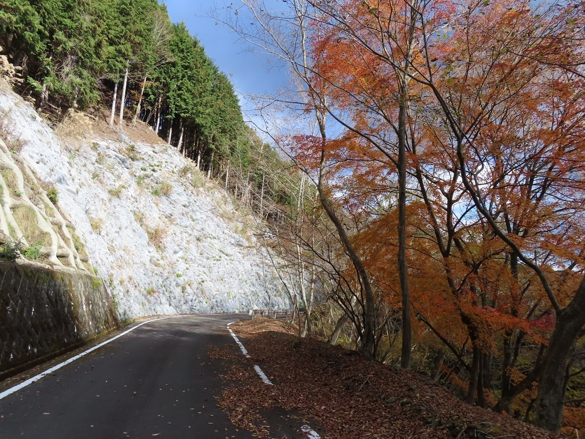 虫沢林道~秦野峠林道~八丁神縄林道~大野山（寄から谷峨駅）2024年12月2日: AYコーナー山ブログNO2