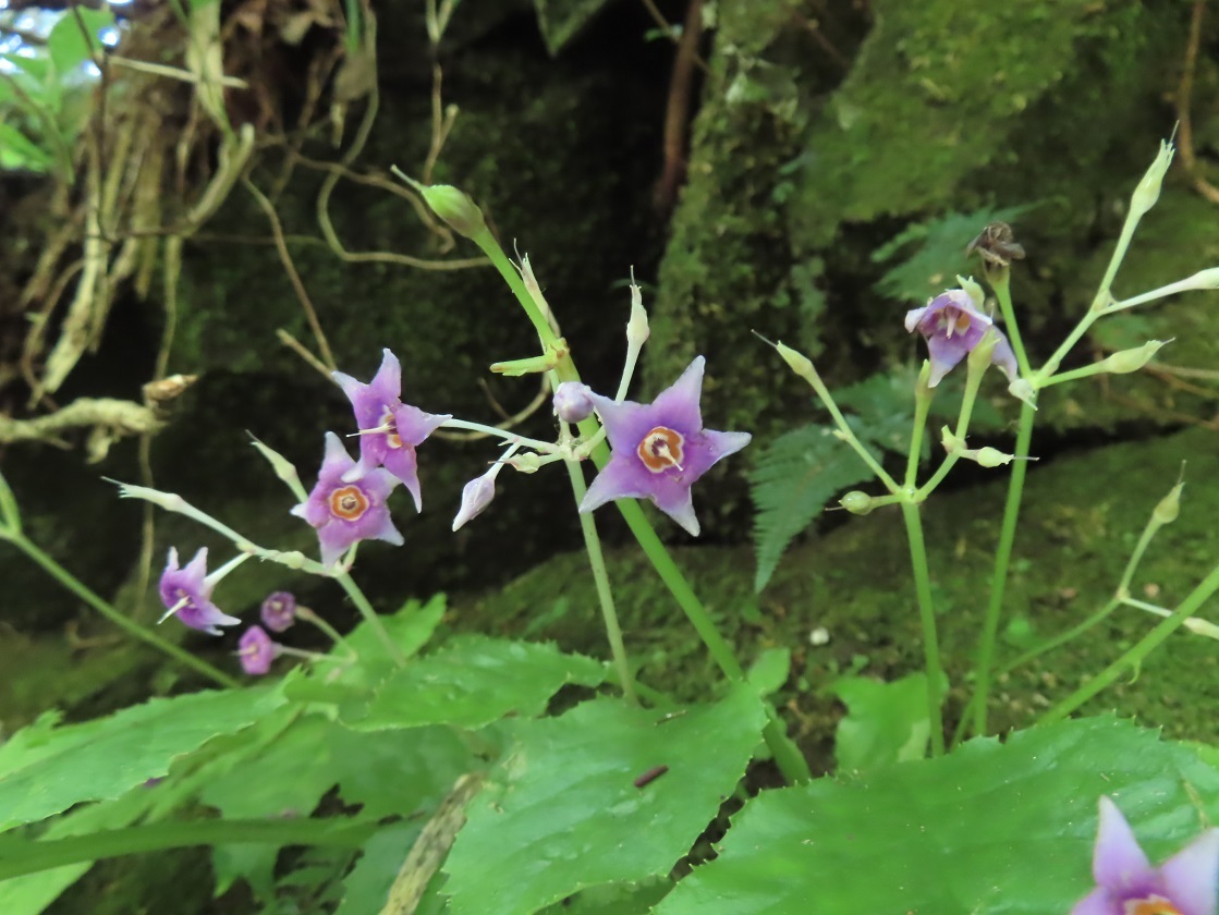 西丹沢 ナツエビネ 2025年8月3日: AYコーナー山ブログNO2