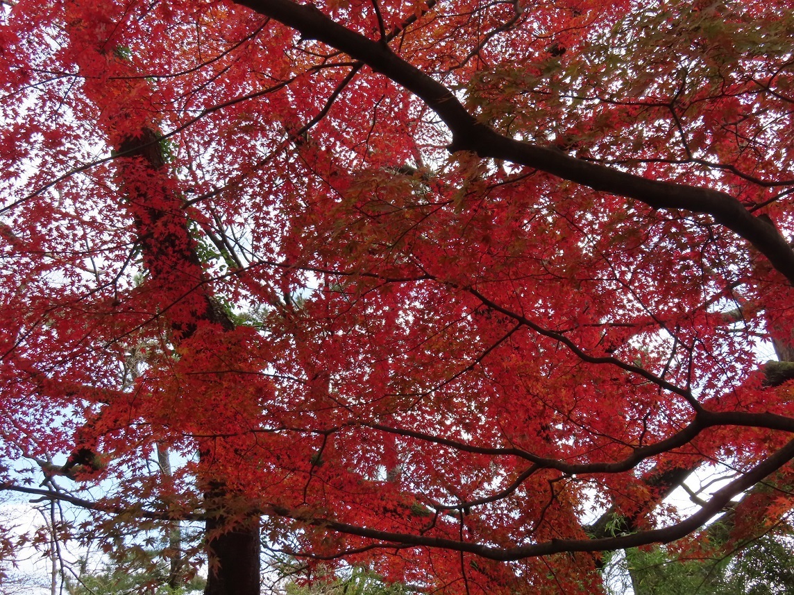 箱根 芦ノ湖東岸~湯坂路ハイキング（湖尻~箱根湯本駅）2024年12月12日: AYコーナー山ブログNO2