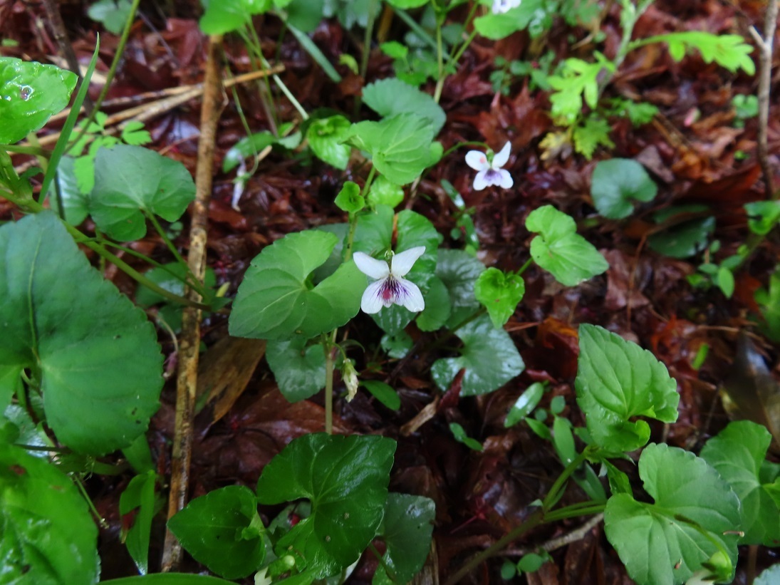 箱根 金時山 花鑑賞ハイキング 2024年5月2日: AYコーナー山ブログNO2