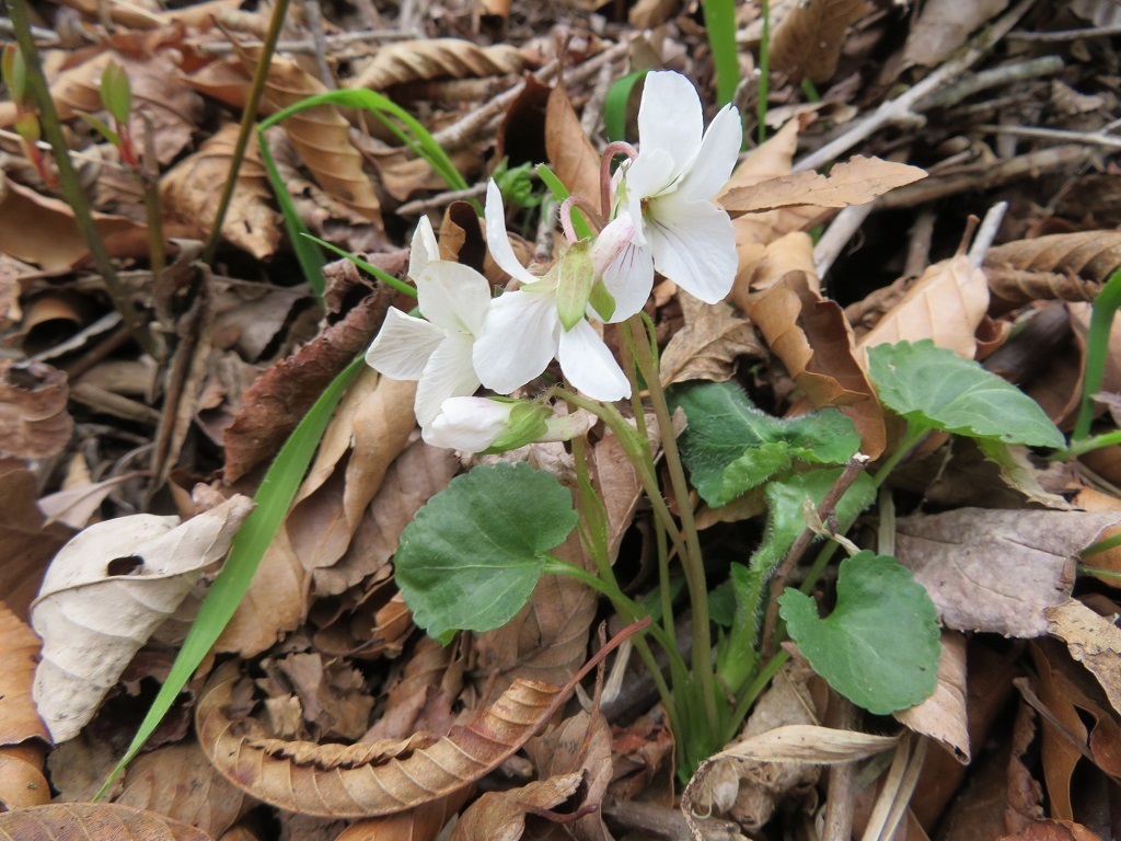 東丹沢／ウメウツギ、コイワザクラなど 2023年4月24日: AYコーナー山ブログNO2