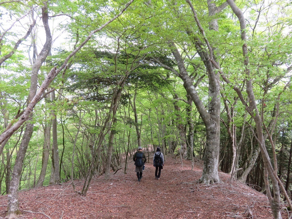 西丹沢／明神峠~湯船山稜~塩沢大滝 2023年4月29日: AYコーナー山ブログNO2