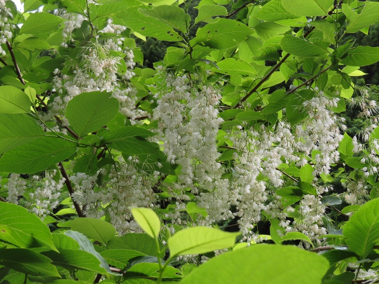 丹沢 ベニバナヤマシャクヤクなど季節の花鑑賞コラボ 2024年6月1日: AYコーナー山ブログNO2