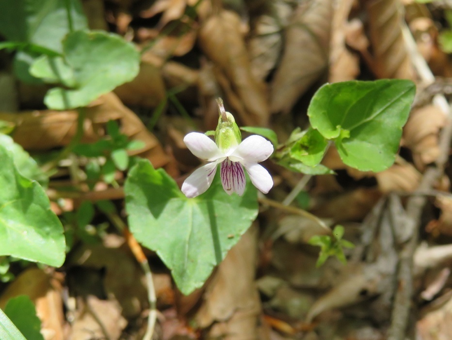 表丹沢／塔ノ岳 シロヤシオ 2023年5月16日: AYコーナー山ブログNO2