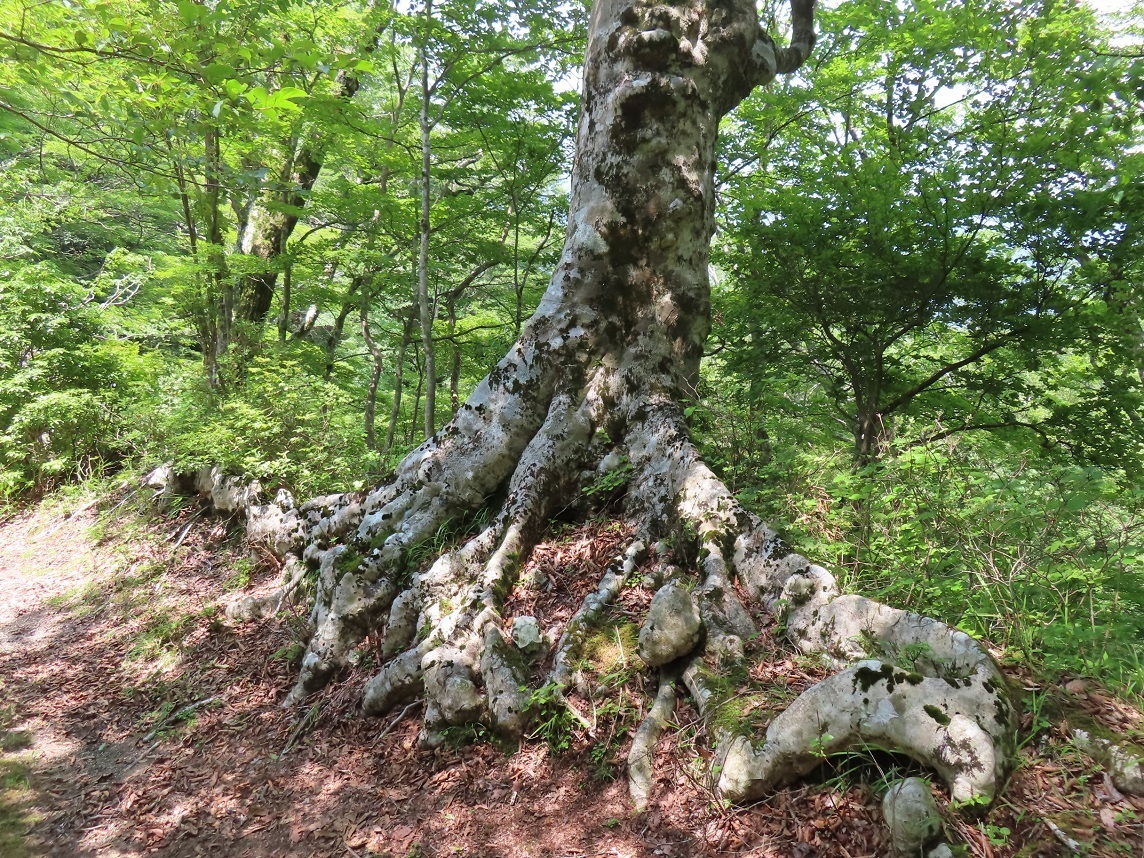 丹沢 寄~茅ノ木棚山稜~玄倉林道 2024年7月4日: AYコーナー山ブログNO2