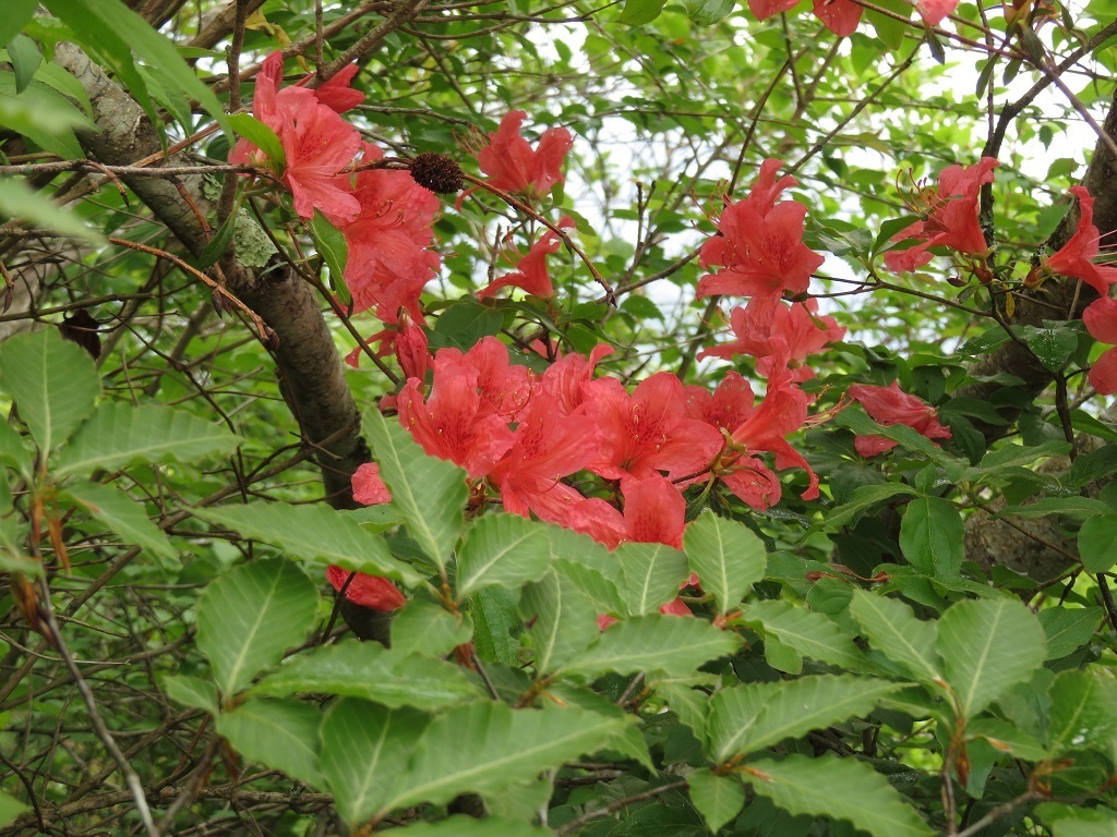 丹沢 ツツジ鑑賞ハイキング 2023年5月26日: AYコーナー山ブログNO2