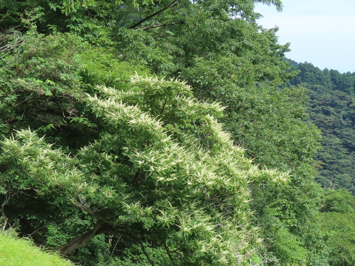 夏の表丹沢 花鑑賞スローハイキング 2024年7月19日: AYコーナー山ブログNO2