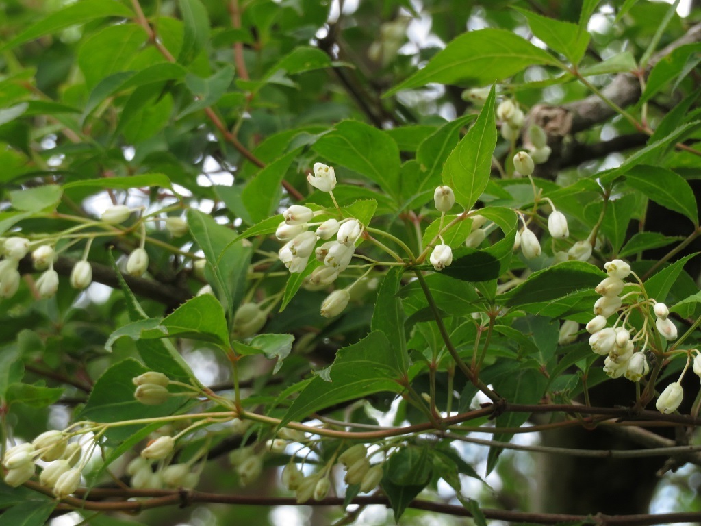 東丹沢／大山 サラサドウダン真っ盛り 2023年5月30日: AYコーナー山ブログNO2